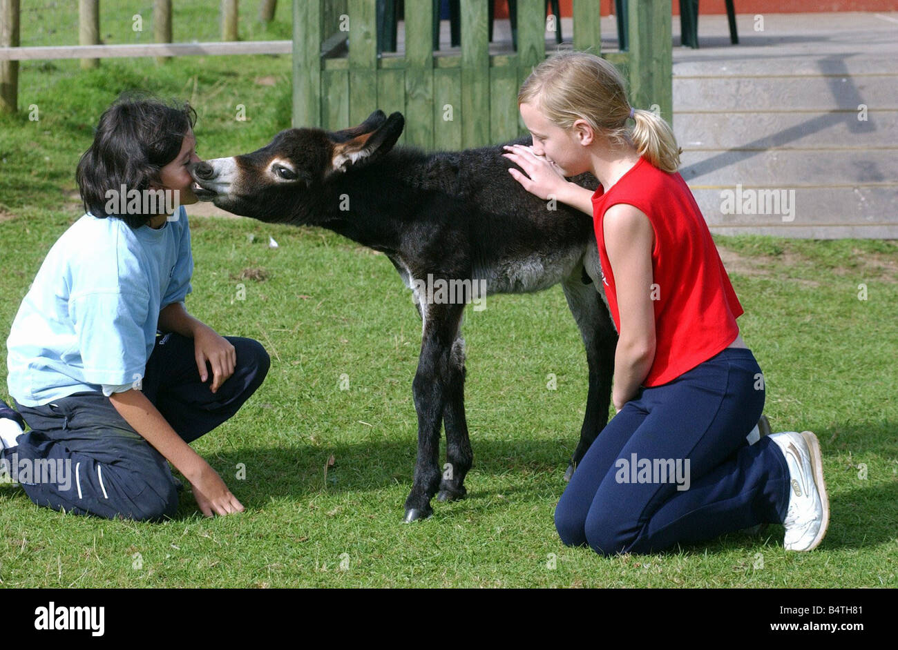 Donkey kiss hi-res stock photography and images - Alamy