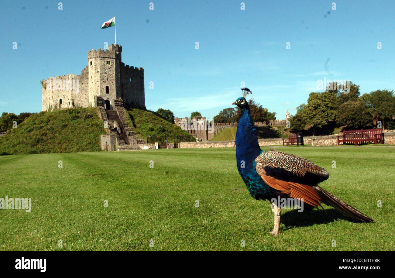 A peacock on the green at Cardiff Castle 8th Sept 2006 Stock Photo - Alamy