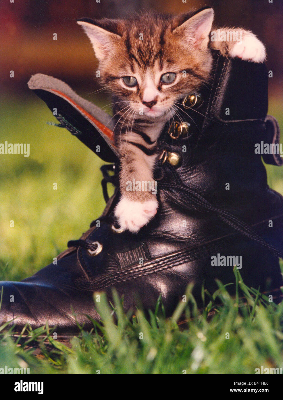 A kitten in a boot Stock Photo - Alamy