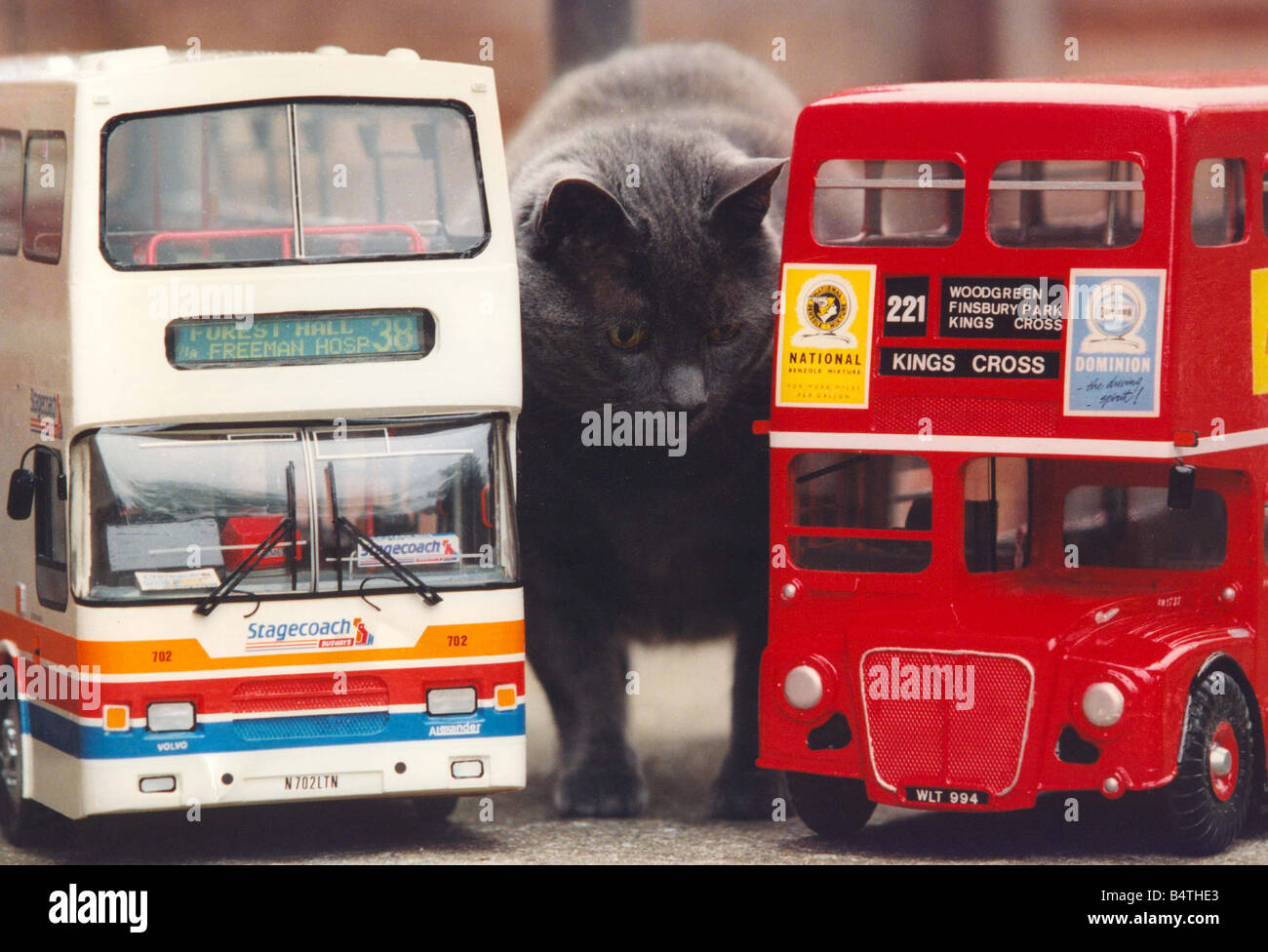 Pugsley the cat with models of a Stagecoach bus and a London ...