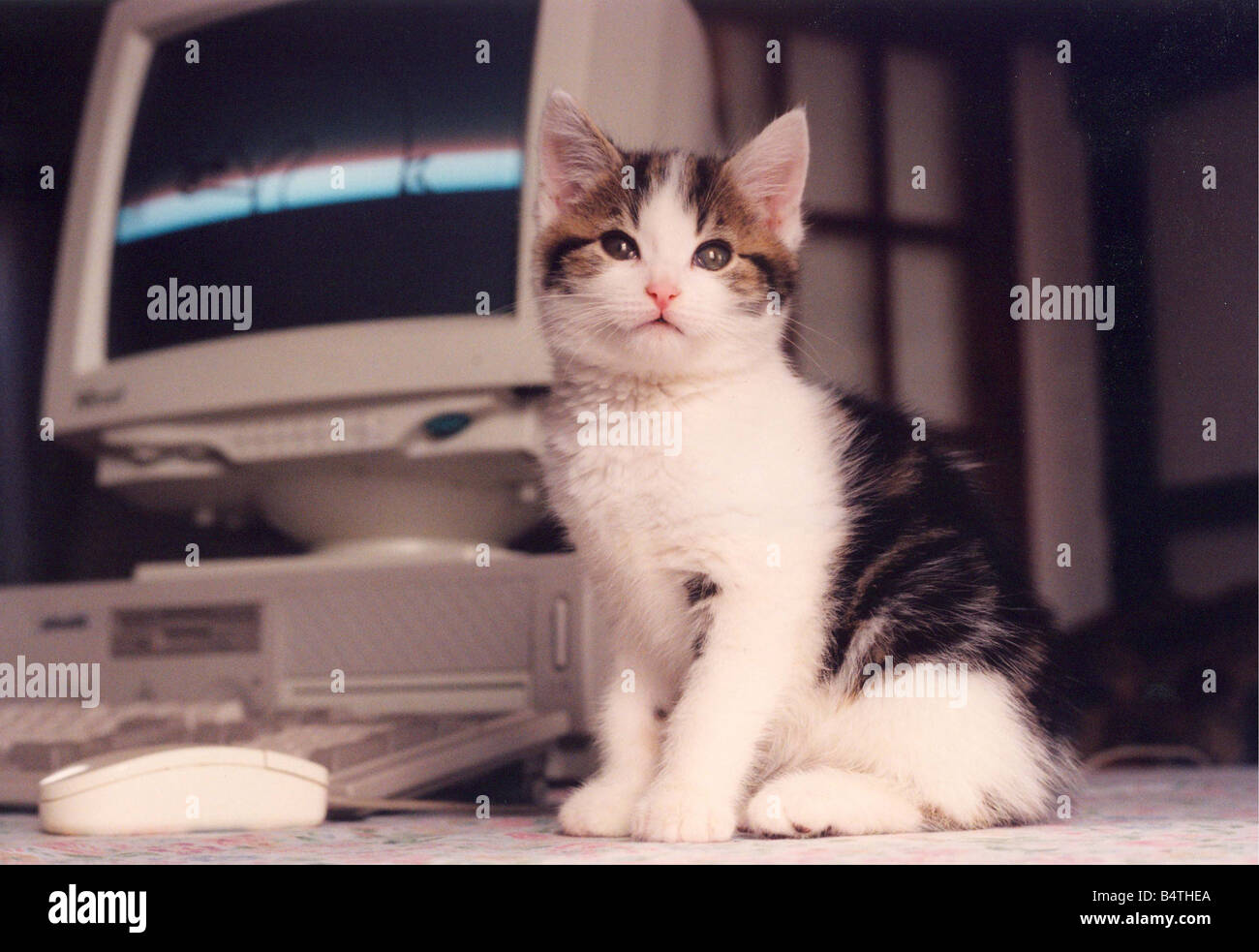 Cuddles the kitten next to a computer Stock Photo - Alamy