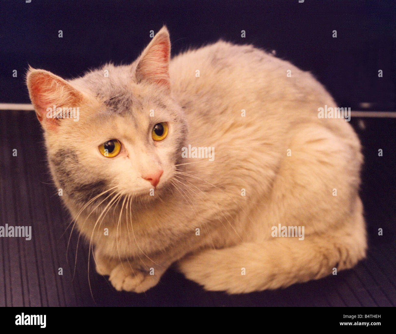 A white tom cat called Sidney who needs a good wash Stock Photo - Alamy