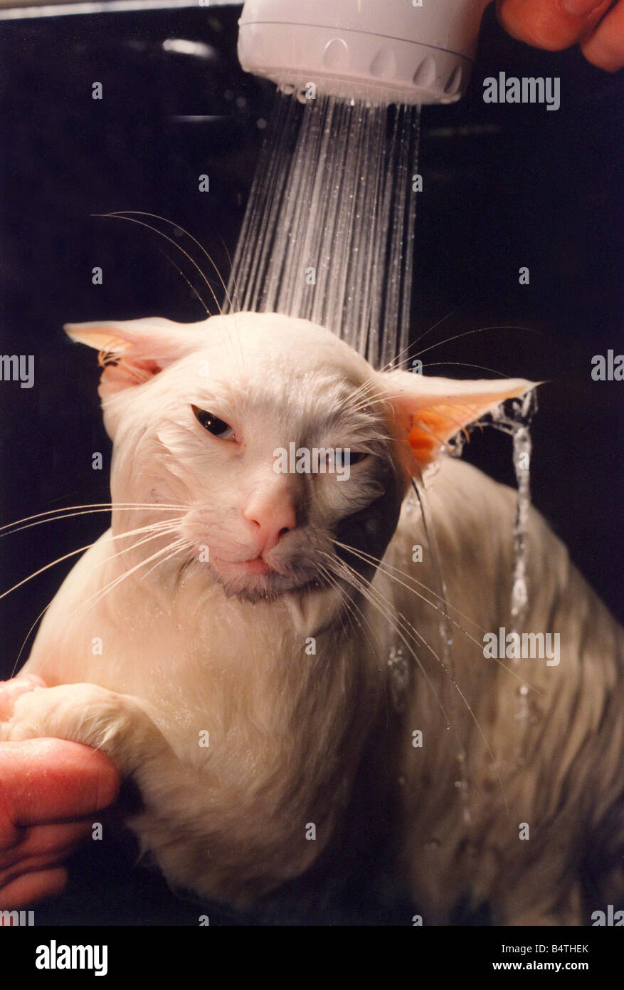 A white tom cat called Sidney getting washed Stock Photo - Alamy