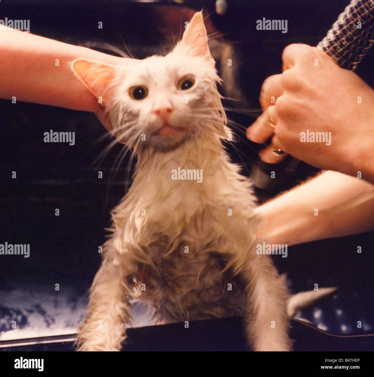 A white tom cat called Sidney being dried after having his fur washed ...
