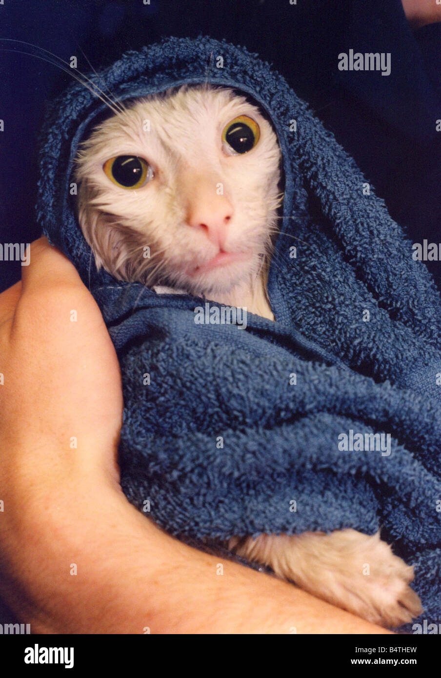A white tom cat called Sidney getting warmed and dried in a towel after ...