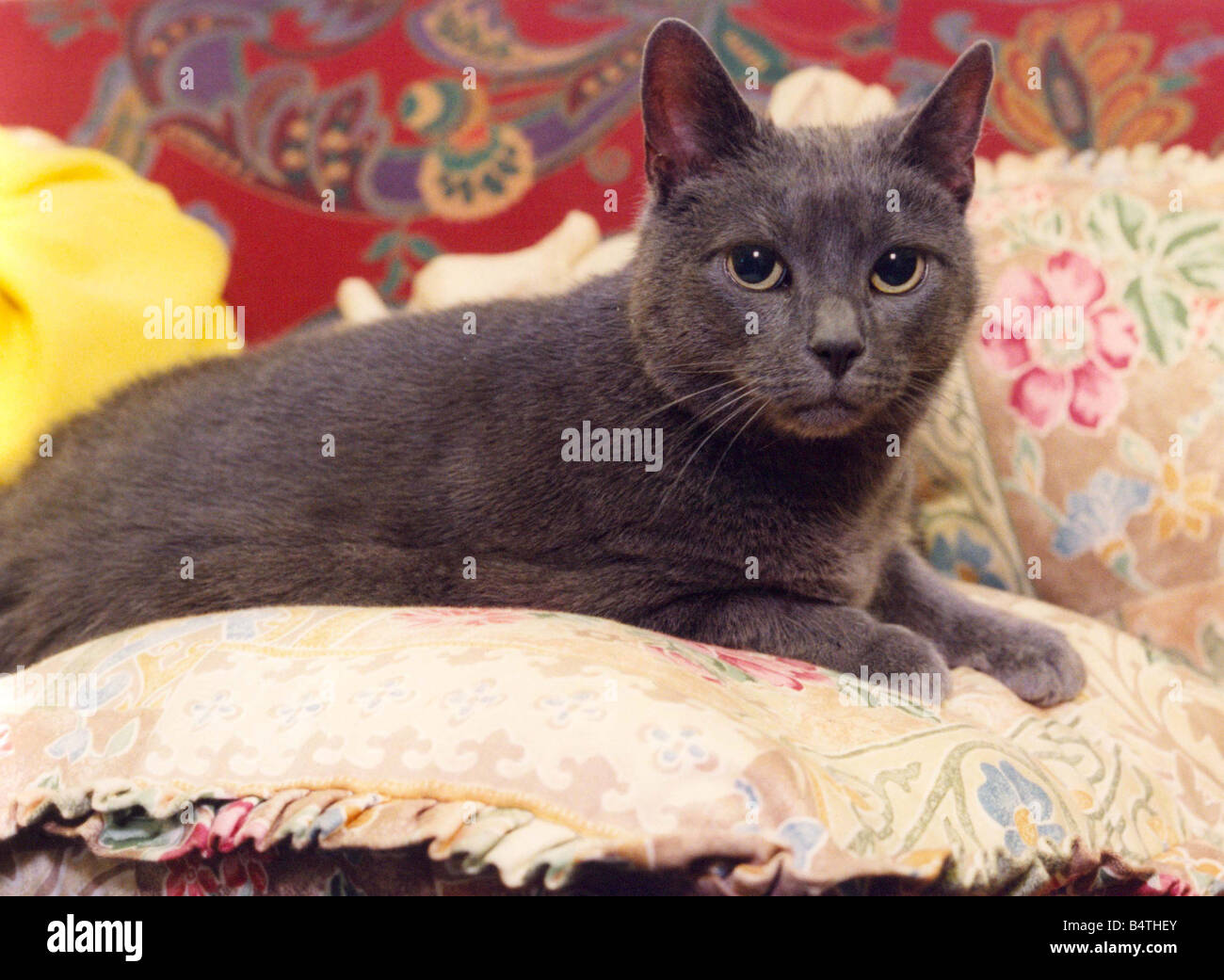 A pampered cat on a cushion Stock Photo - Alamy