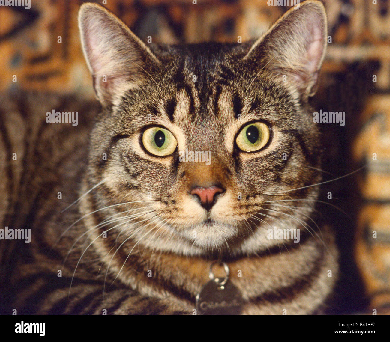 A portrait of a cat Stock Photo - Alamy