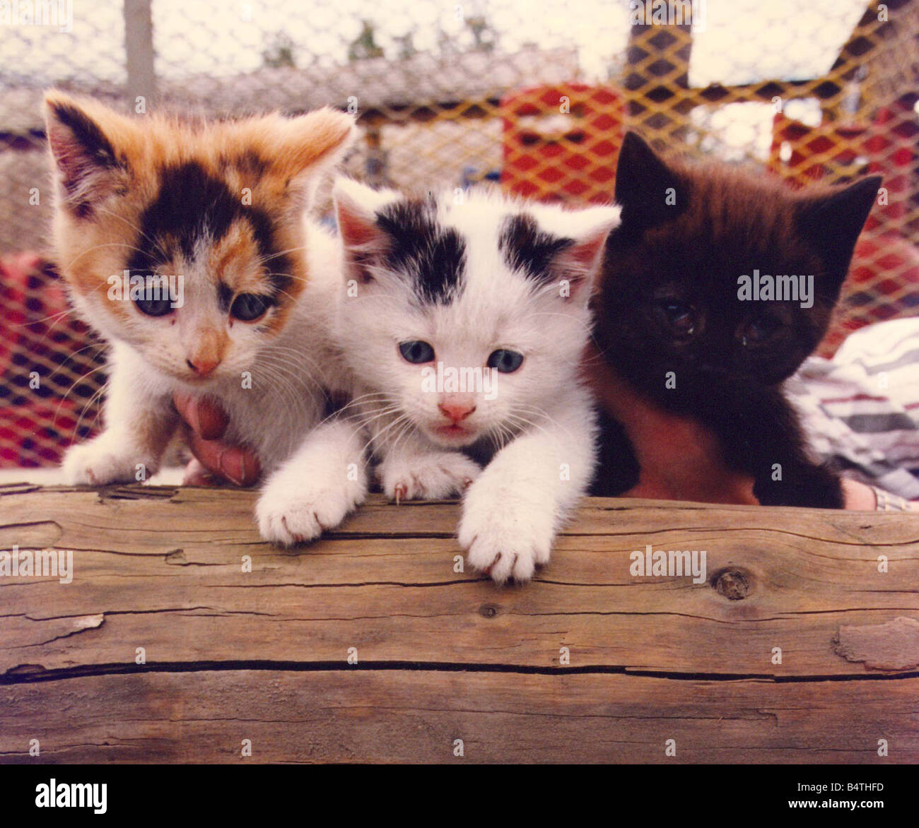 Three wild kittens Stock Photo - Alamy