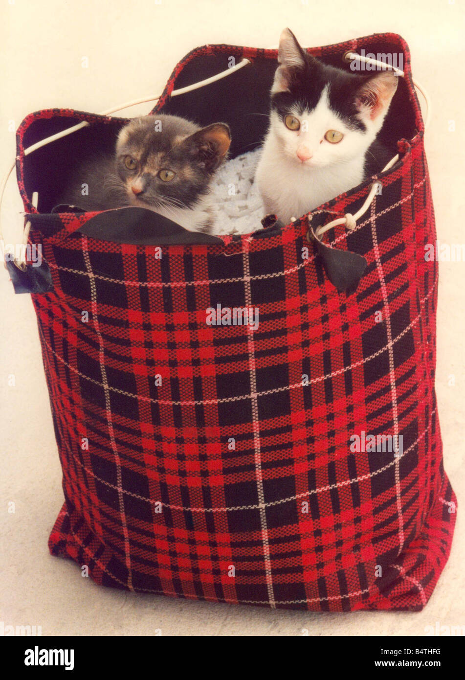 Two kittens in a shopping bag Stock Photo - Alamy