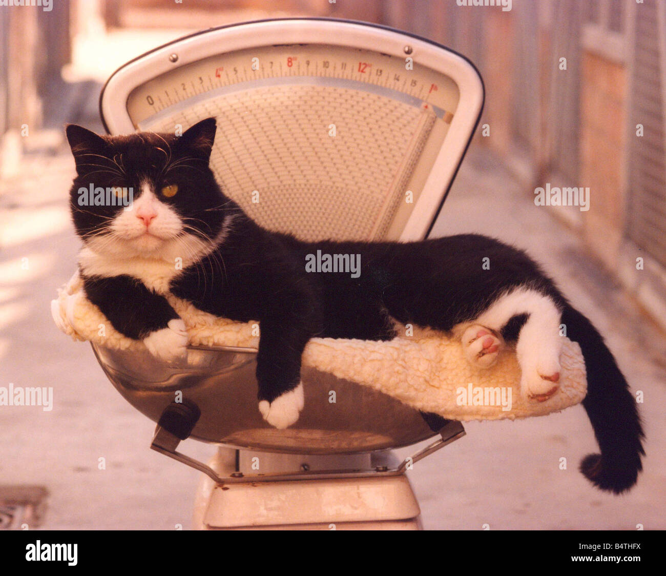 Thomas the cat on a set of scales Stock Photo - Alamy