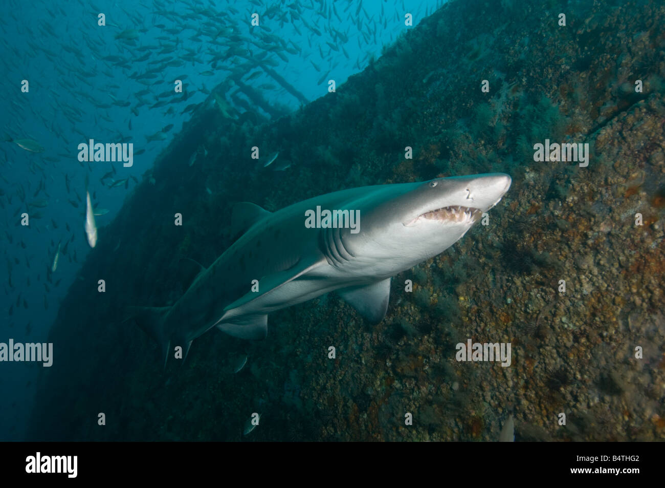 Sand tiger shark teeth hi-res stock photography and images - Alamy
