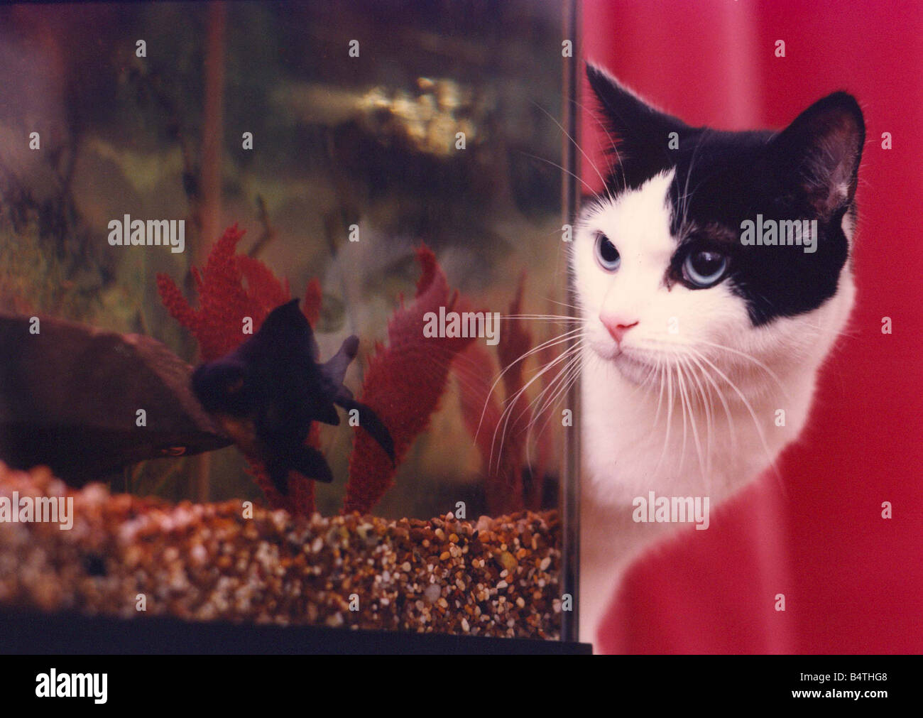 Fish the cat hi-res stock photography and images - Alamy