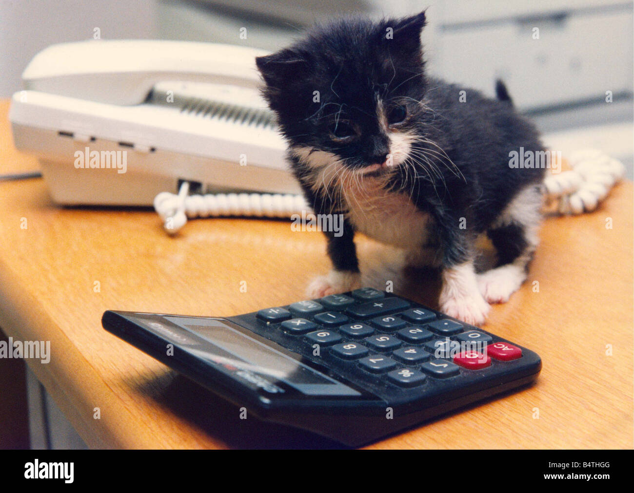 A kitten with a calculator Stock Photo - Alamy