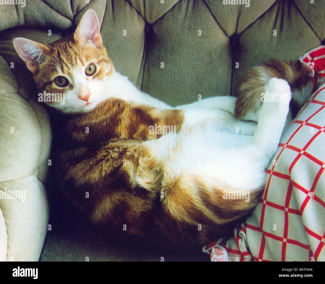 A cat getting comfortable Stock Photo - Alamy