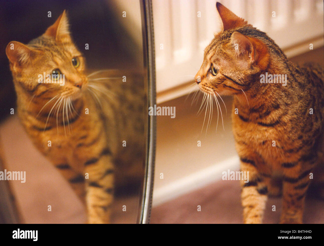 This cat seems shocked at its reflection Stock Photo - Alamy