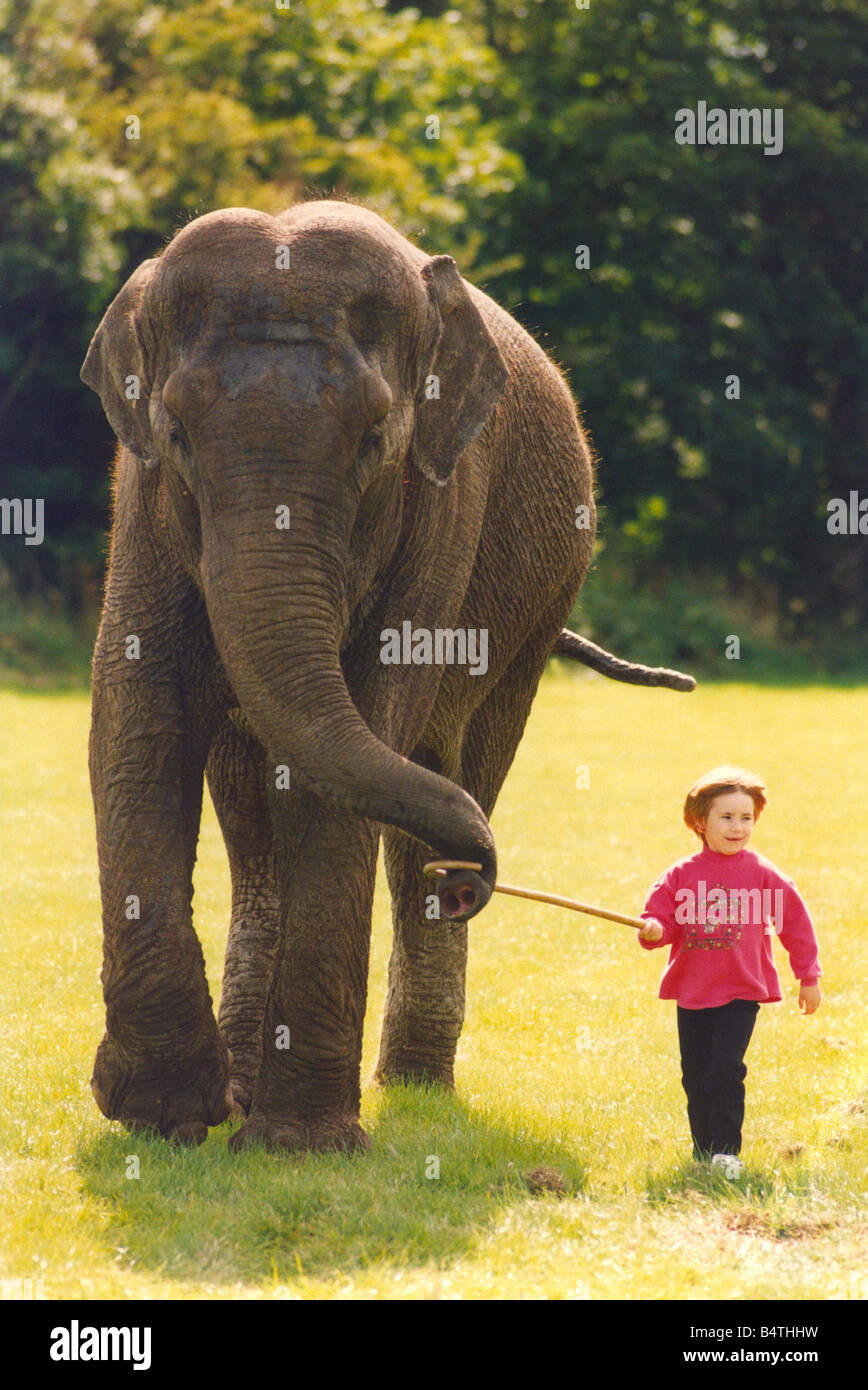 An elephant being led by a child Stock Photo - Alamy