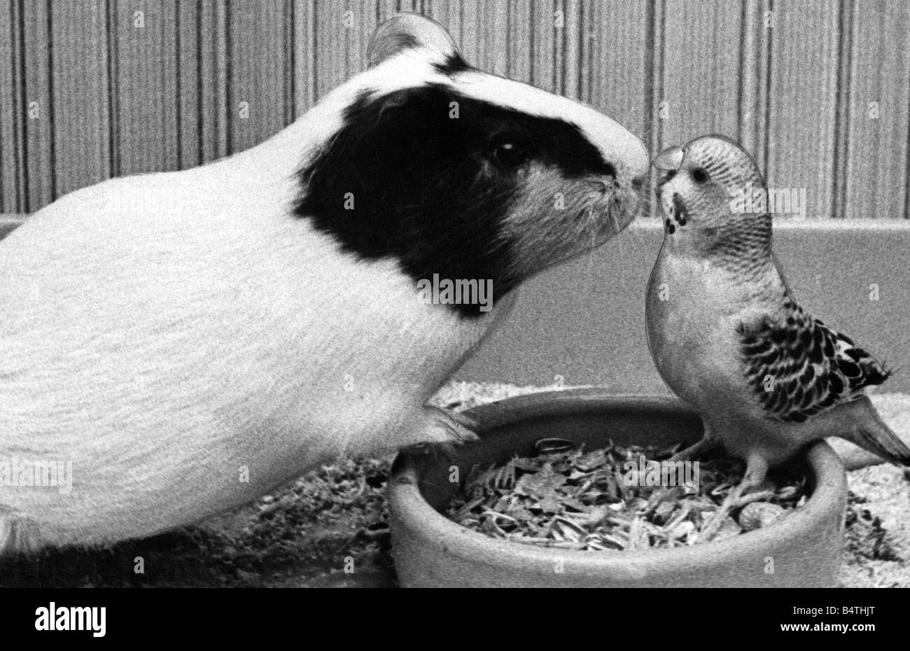 Mario the Guinea Pig and Jimmy the Budgie Stock Photo - Alamy
