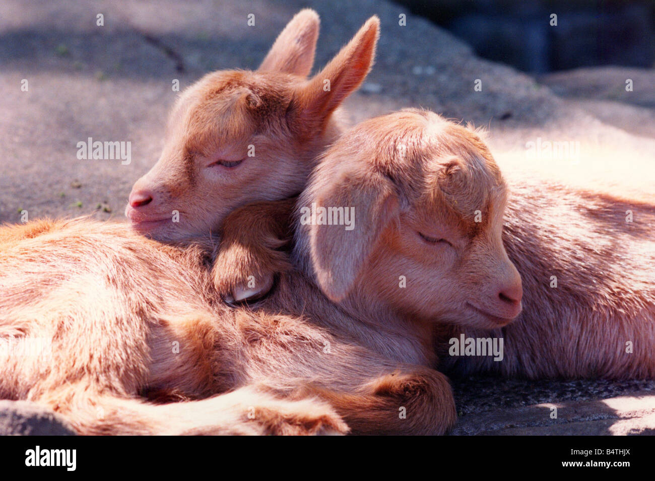 Lisa Minelli High Resolution Stock Photography and Images - Alamy