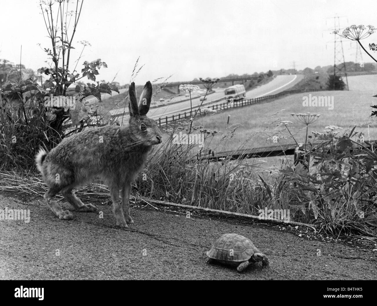 Aesop s fable re enacted the tortoise and the hare Stock Photo - Alamy