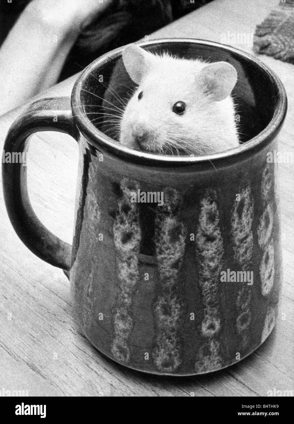 Hamster in mug hi-res stock photography and images - Alamy
