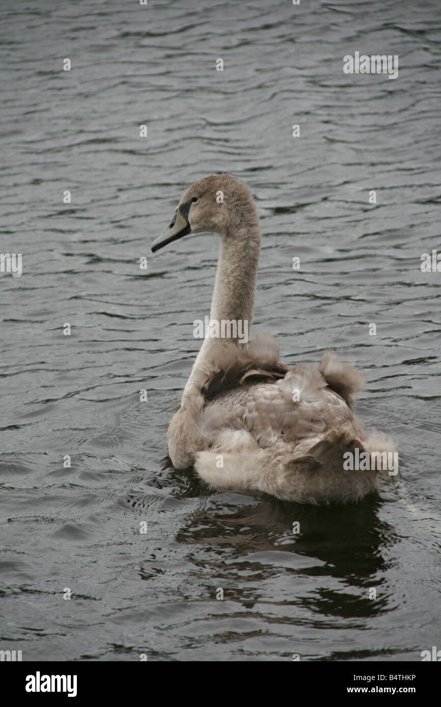one baby cygnet swan on lake water Stock Photo - Alamy