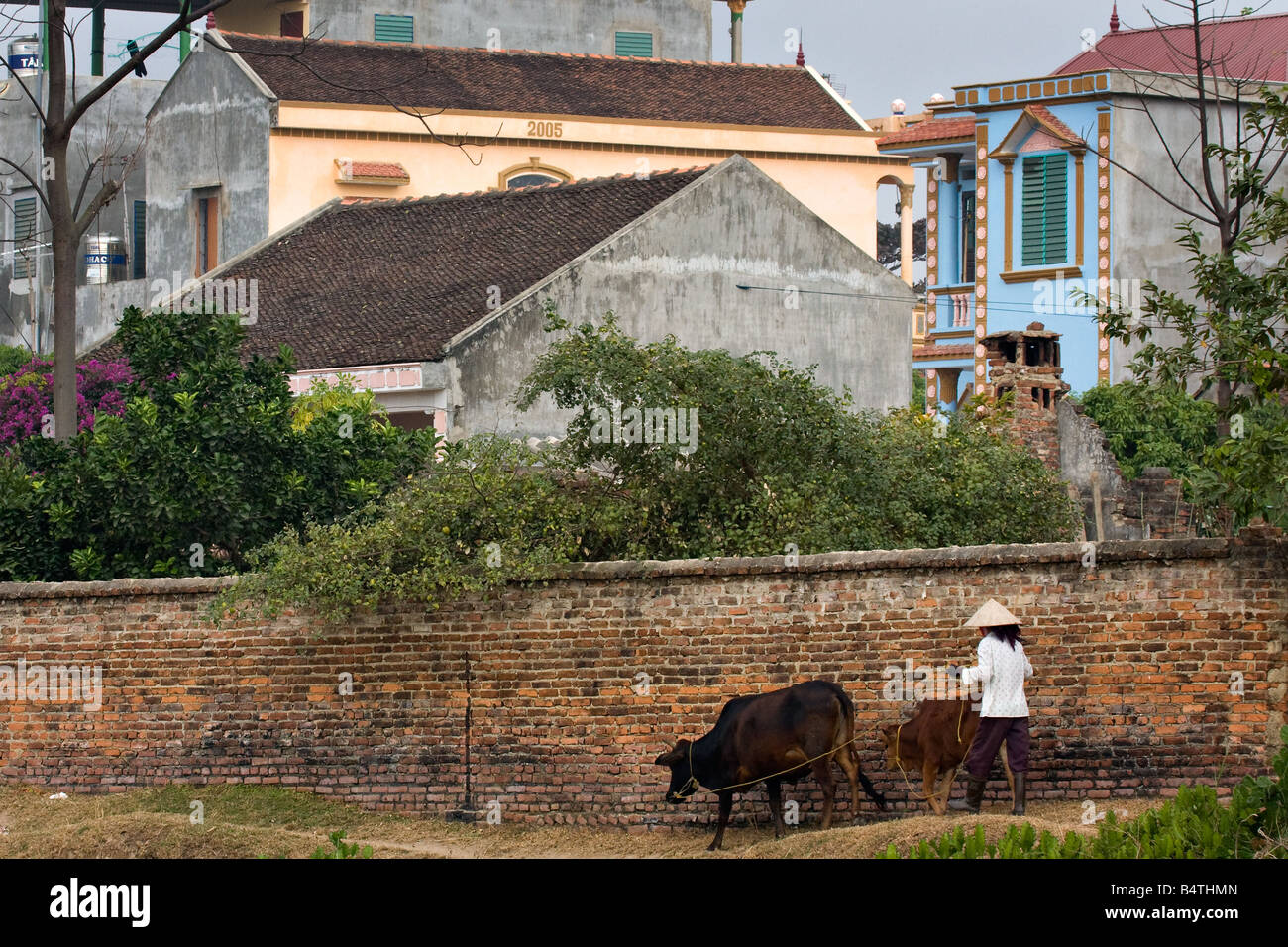 A woman walking her ox along the countryside Stock Photo - Alamy