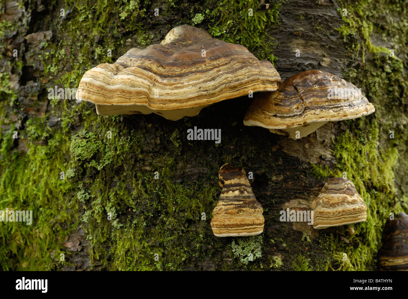 Hoof Fungus also known as Timber Bracket, fomes fomentarius, growing on ...