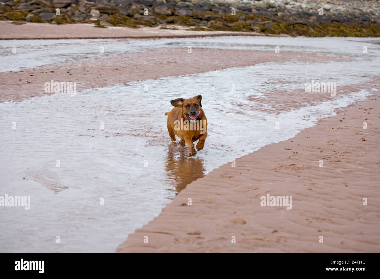 There's life in the old dog yet!! Stock Photo - Alamy