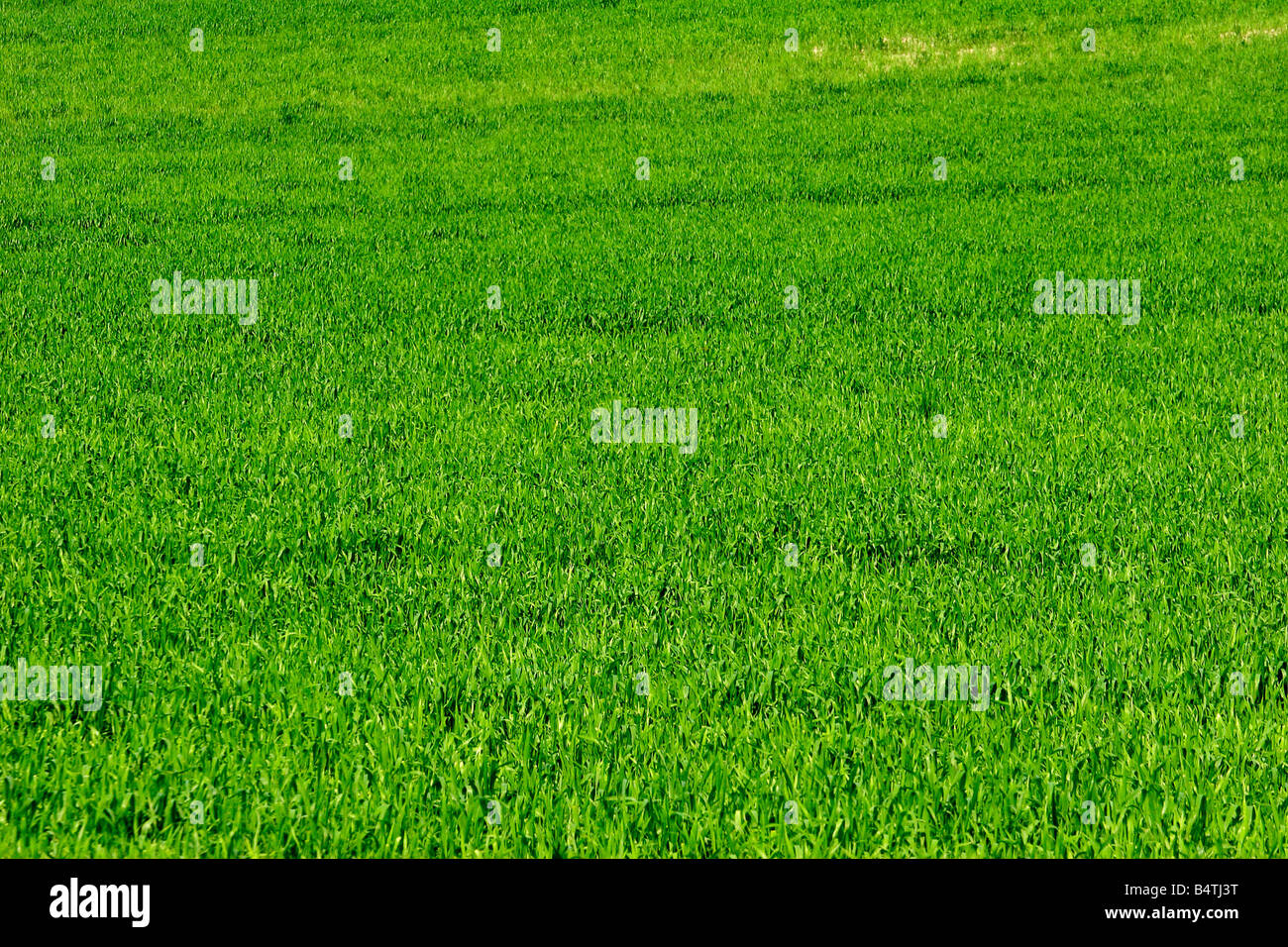 green field of grass Stock Photo - Alamy