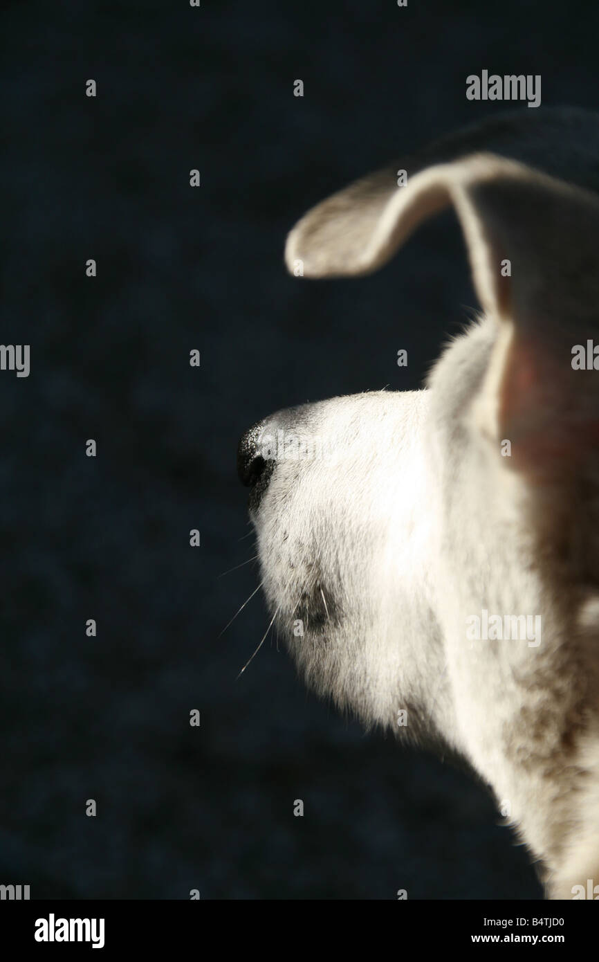 rear view close up of dog's head in sun light Stock Photo - Alamy