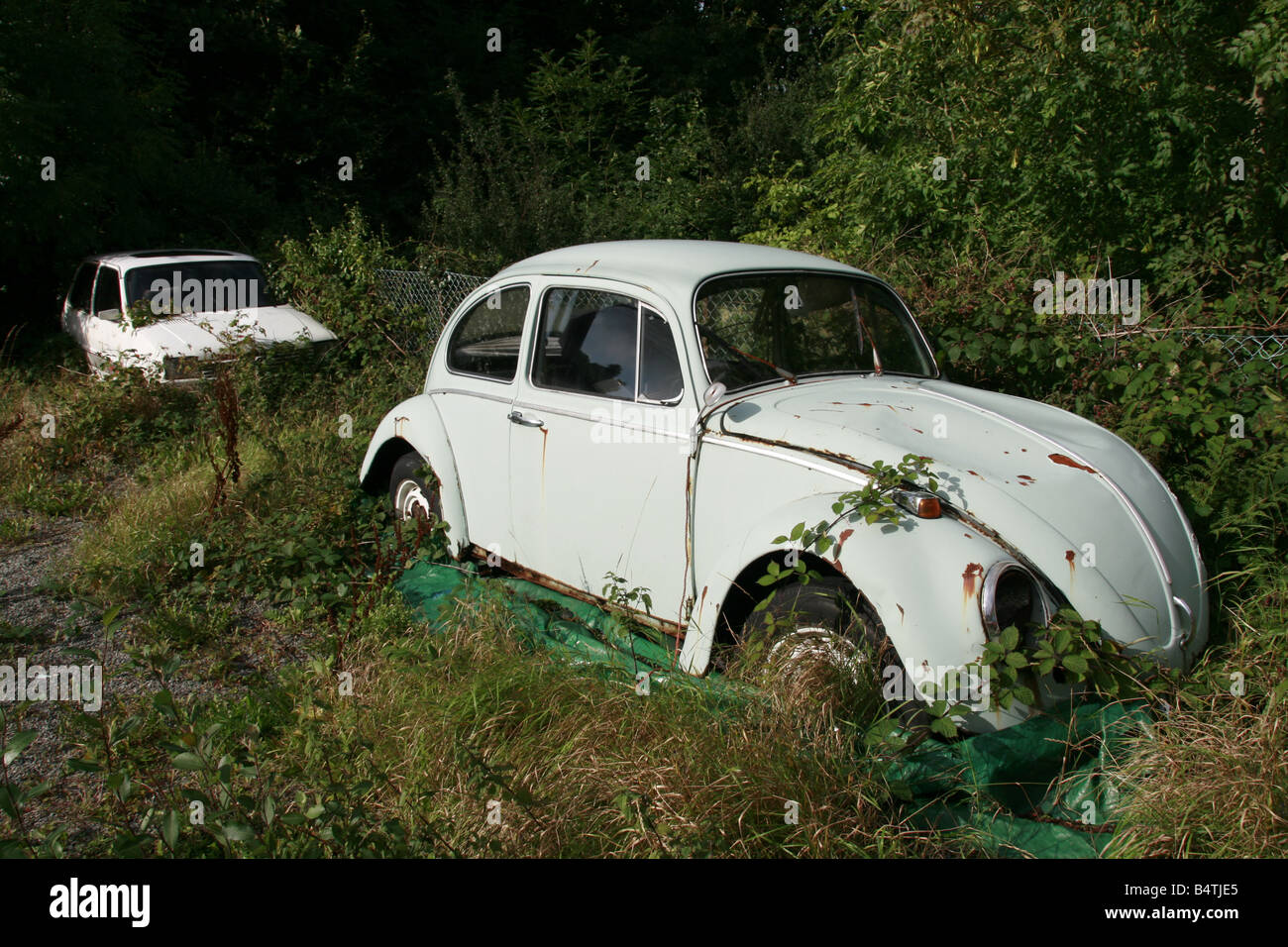 two old cars decaying in field in countryside Stock Photo - Alamy