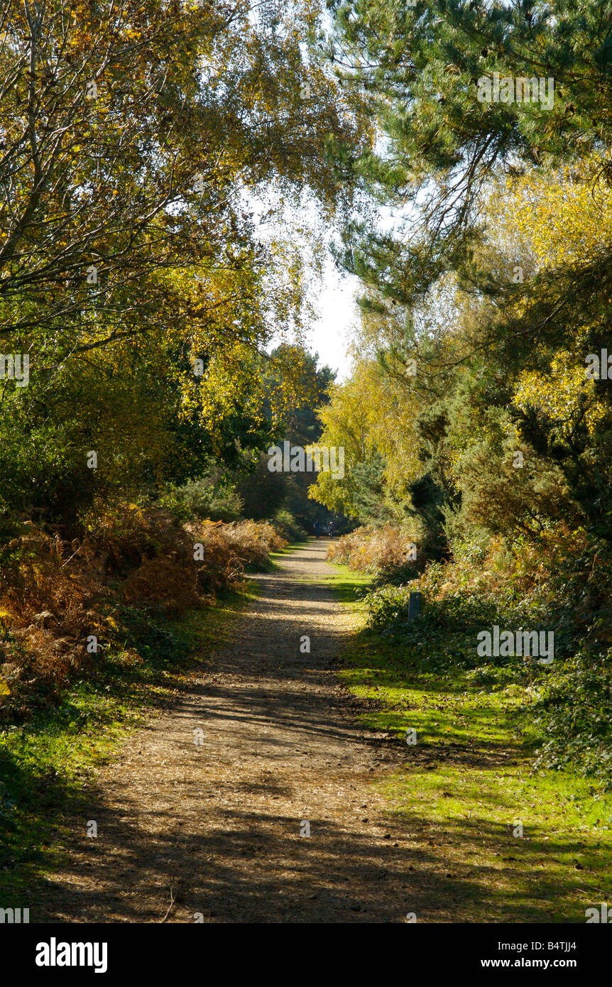 A woodland walkway and cycle path in the New Forest Stock Photo - Alamy