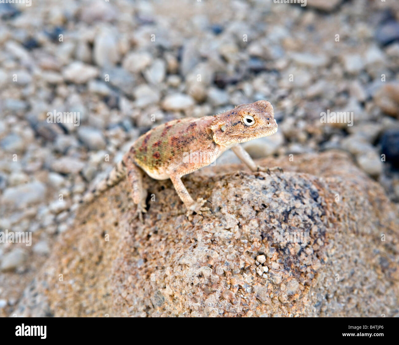 Ground Agama Agama aculeata lizard in Damaraland Namibia Stock Photo ...