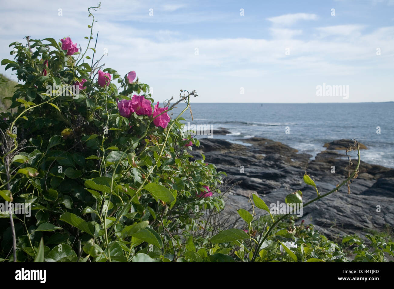 Photograph of 'rosa rugosa' with the ocean and rocks in the background ...