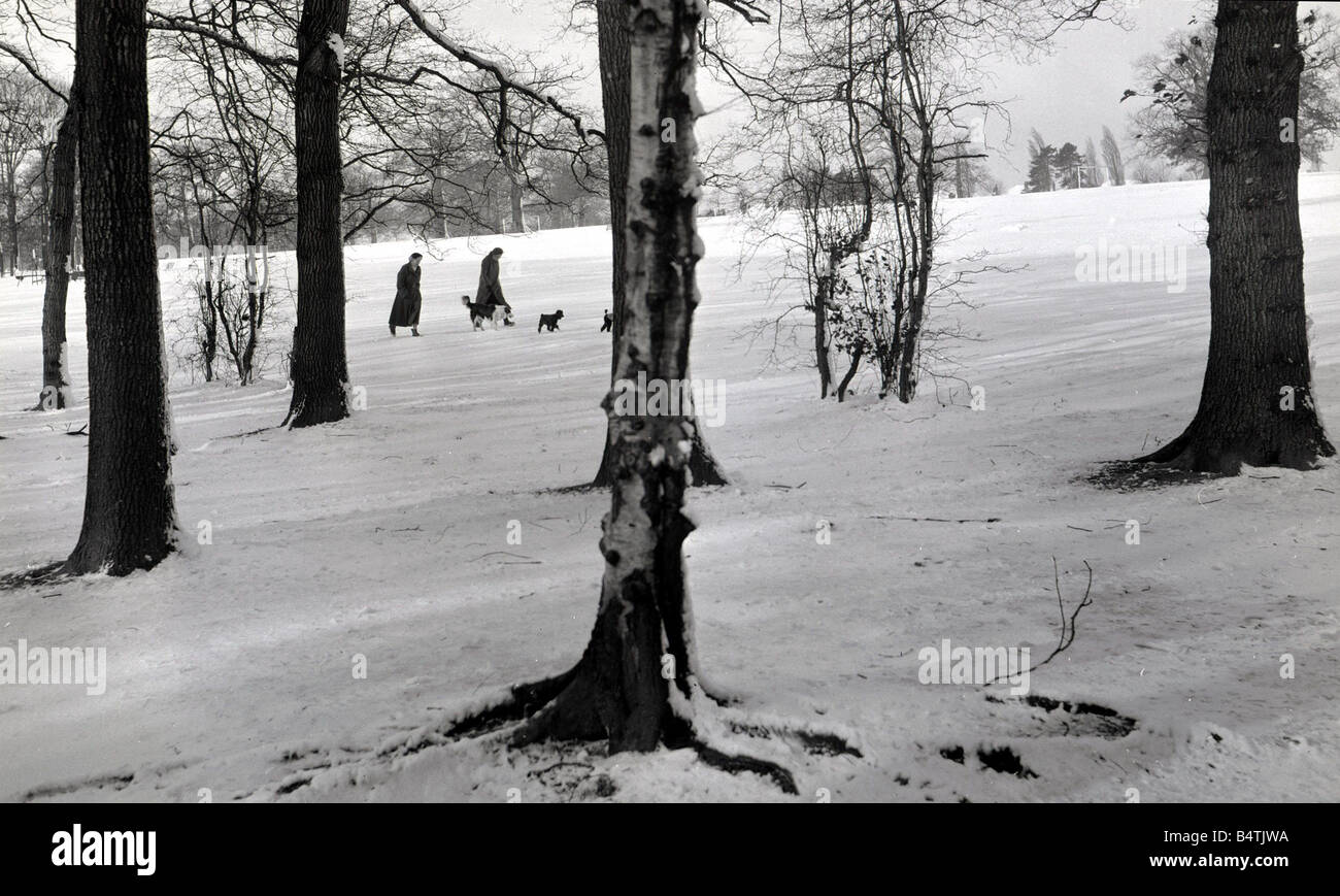 Walking the snow Trees silver birch tree snow snowy weather seasons ...