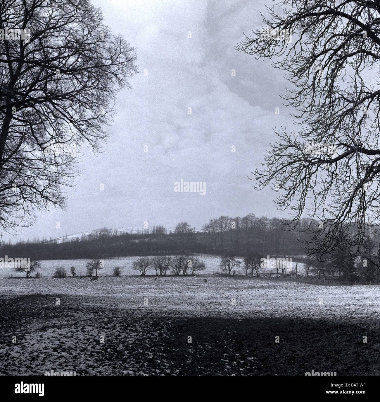 Shire horses in snow hi-res stock photography and images - Alamy