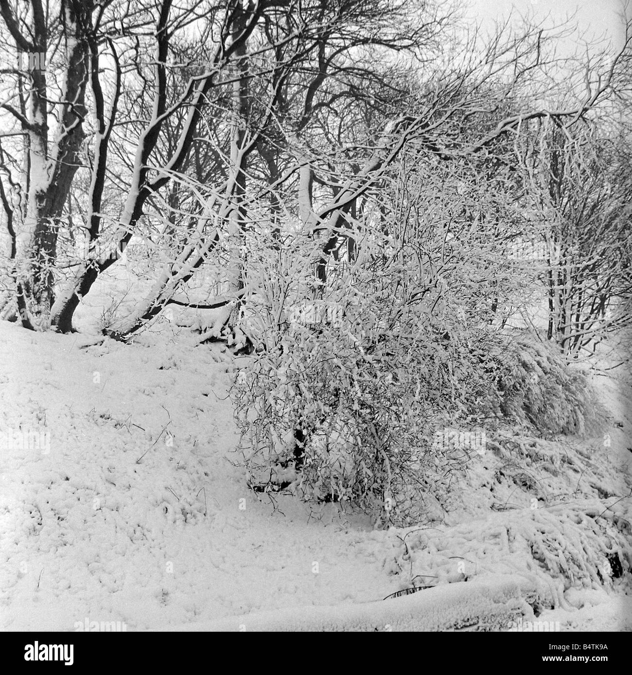 Weather Snow Cold Snow scene nature trees covered in snow Stock Photo ...