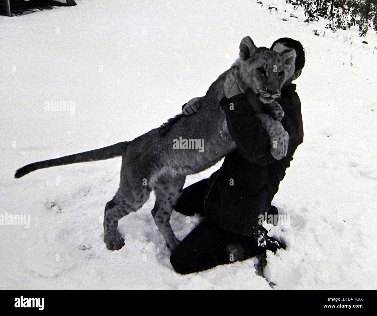 Weather Snow Animals Lions Lion Cub in the snow Stock Photo - Alamy