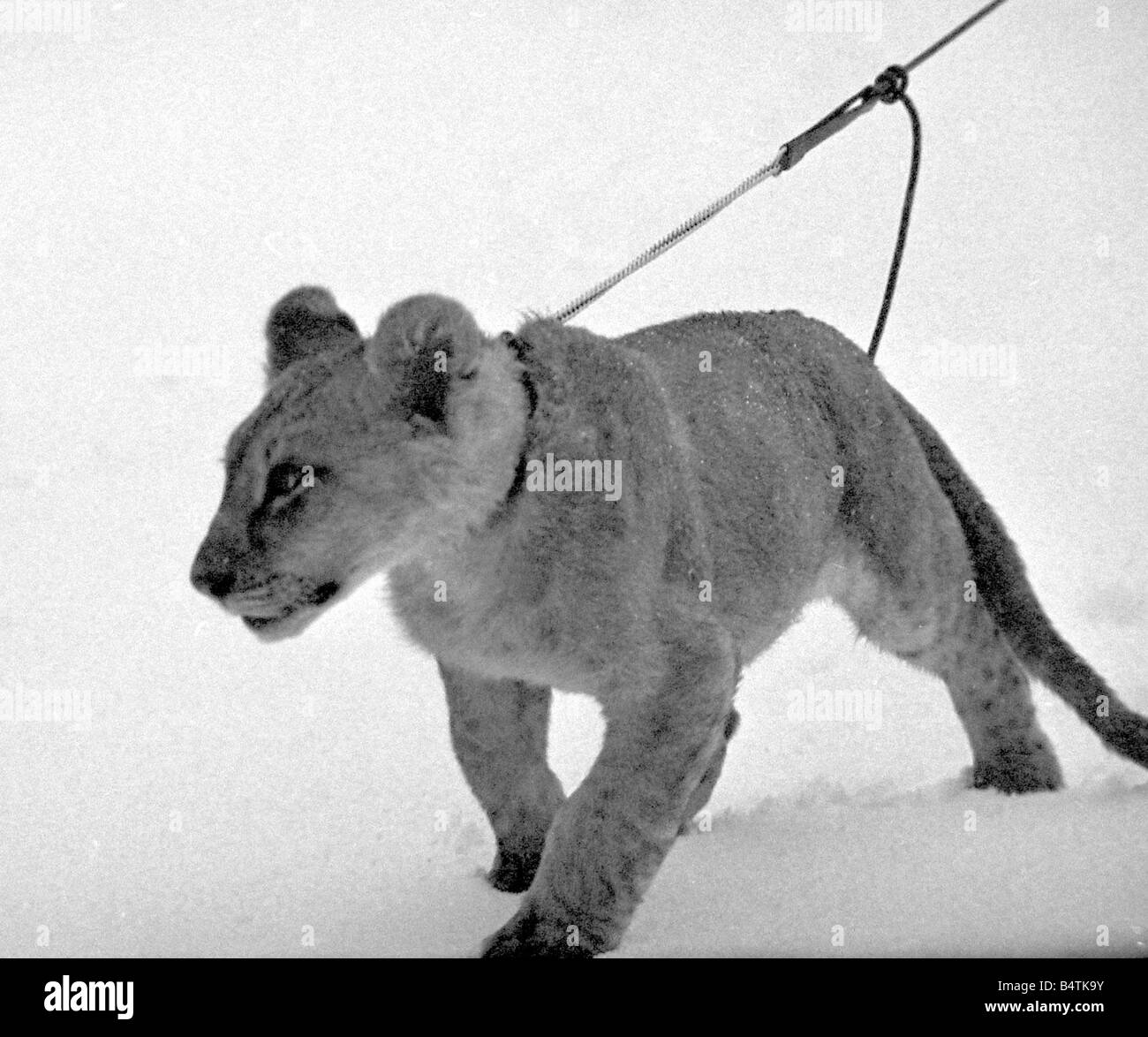 Weather Snow Animals Lions Lion Cub in the snow Stock Photo - Alamy