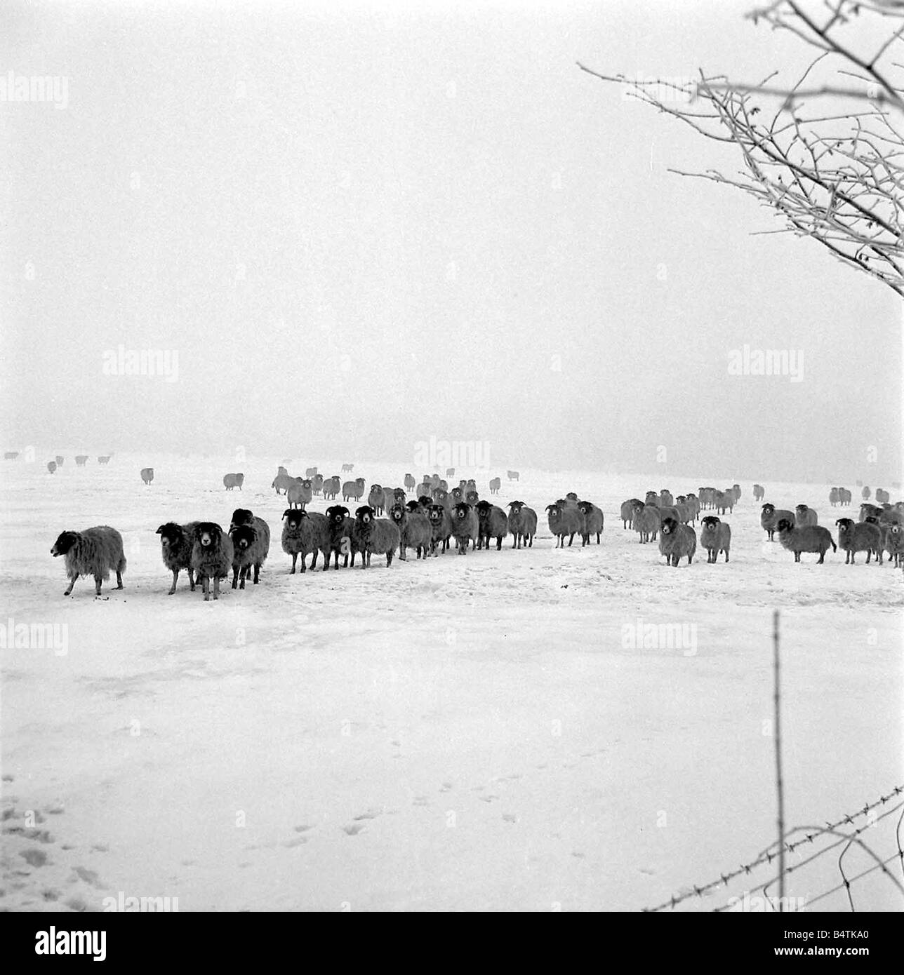 A herd of sheep in the snow weather cold snow animals farm sheep Stock ...