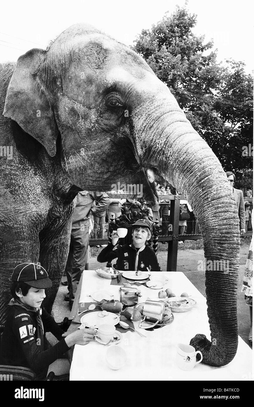 Marjorie the elephant had two guests for tea at Chessington Zoo on ...