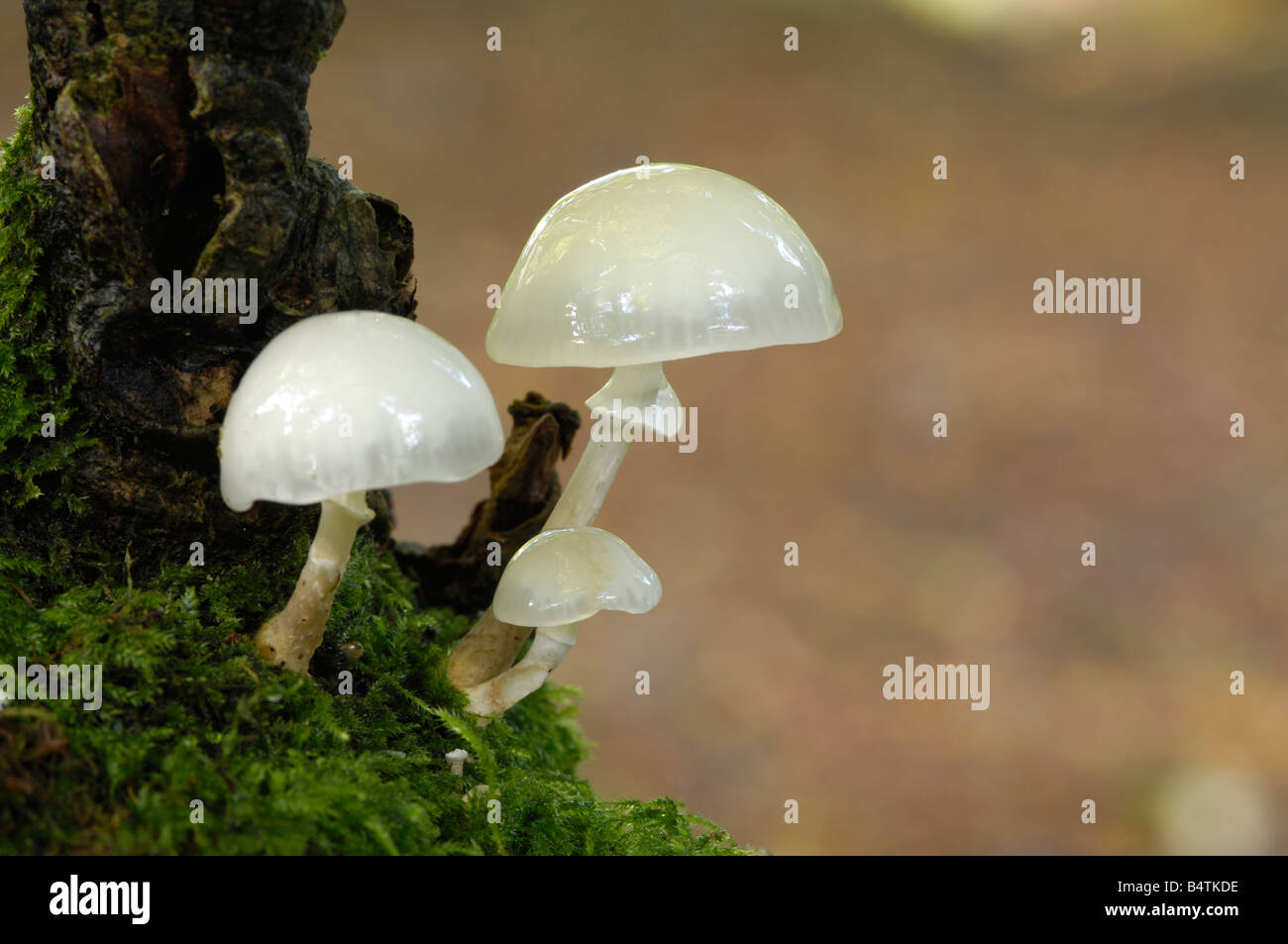 Porcelain Fungus, oudemansiella mucida, growing on beech tree ...