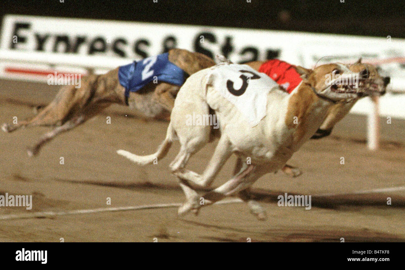 Greyhound race hi-res stock photography and images - Alamy