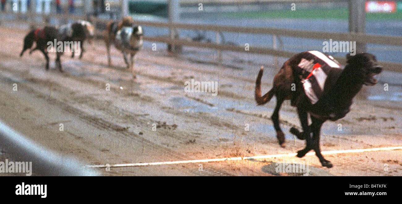 Greyhound derby hi-res stock photography and images - Alamy