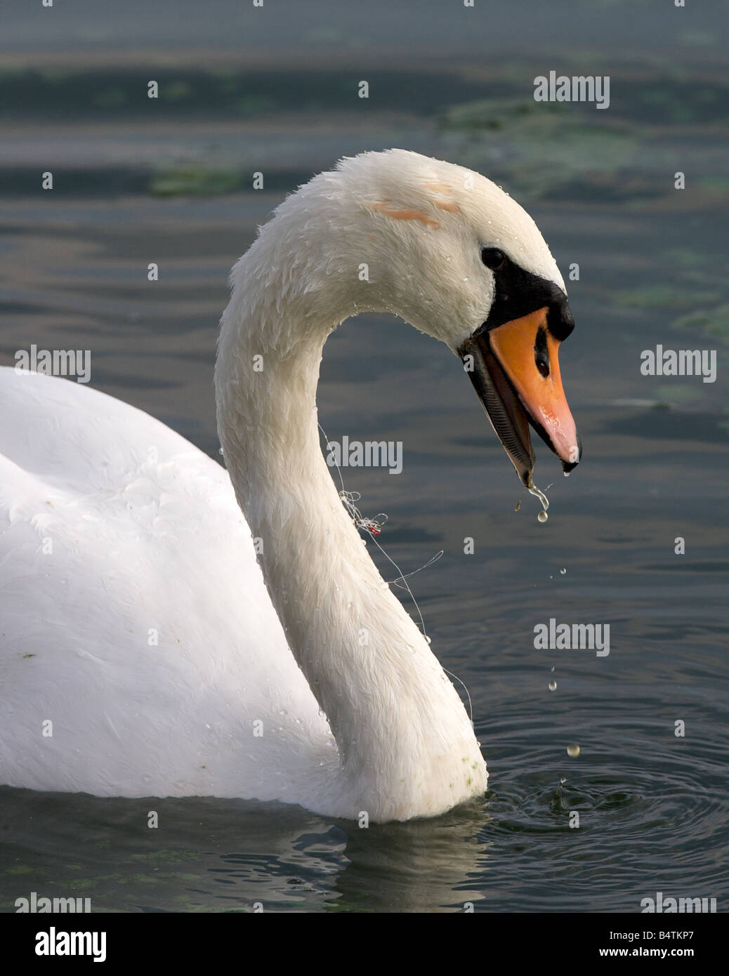 Line around neck hi-res stock photography and images - Alamy