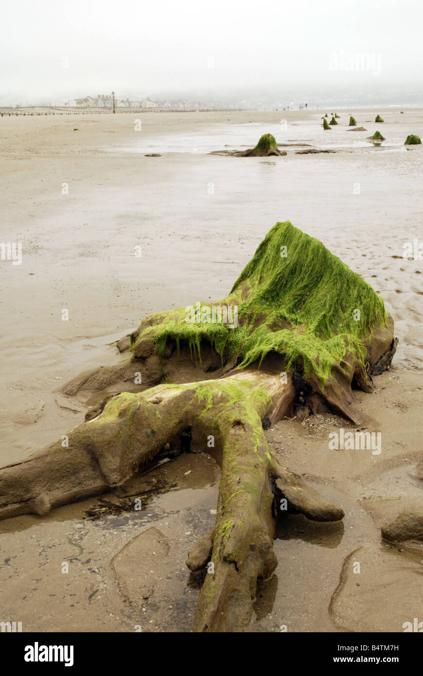 Ancient tree stump, part of the petrified sunken forest at Borth ...