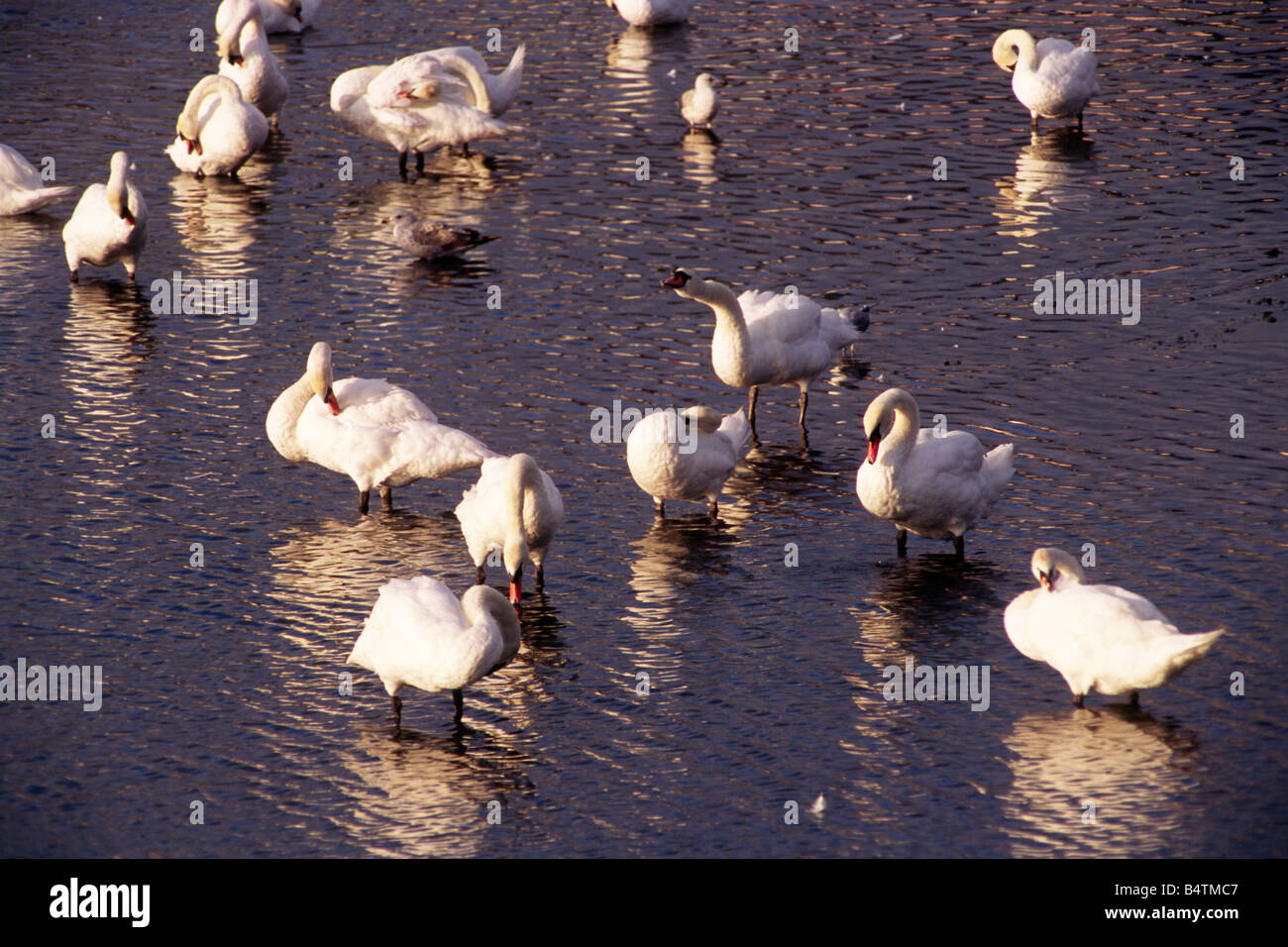 Ireland, Galway, Corrib river, swans Stock Photo - Alamy