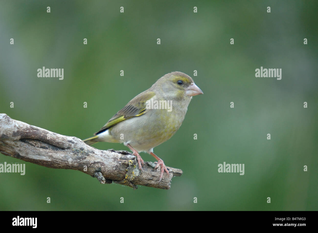 A picture of a bird Stock Photo - Alamy