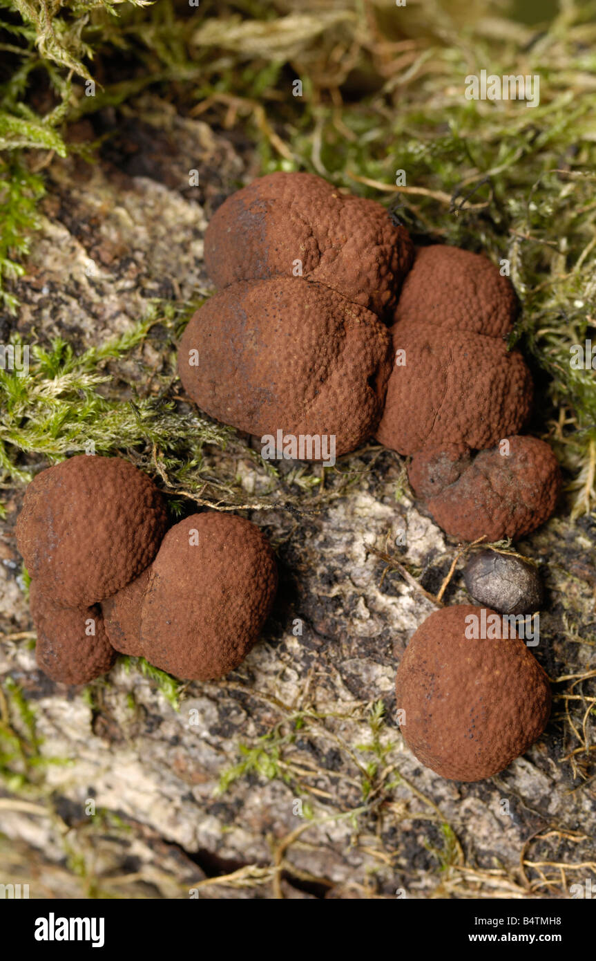 Beech woodwart fungus hi-res stock photography and images - Alamy