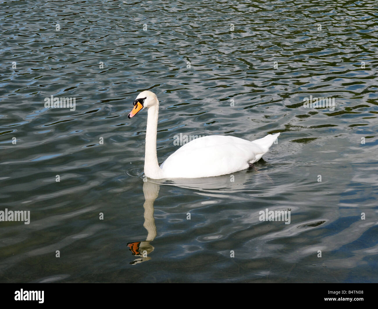 English White Swan Stock Photo - Alamy